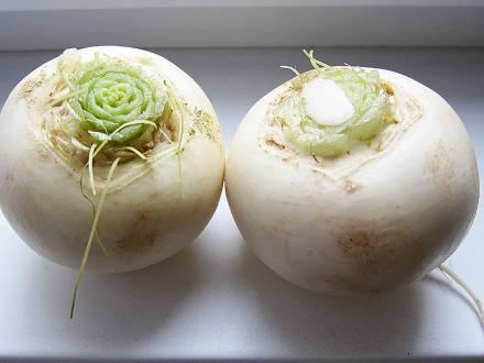 Reďkovka biela